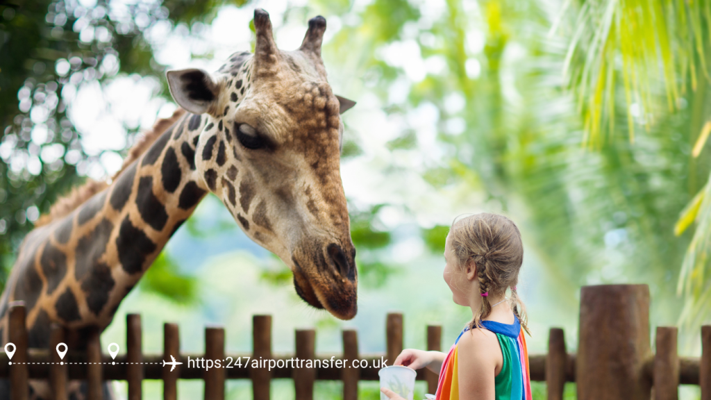 Unforgettable Safari Adventure at West Midland Safari Park - London ...